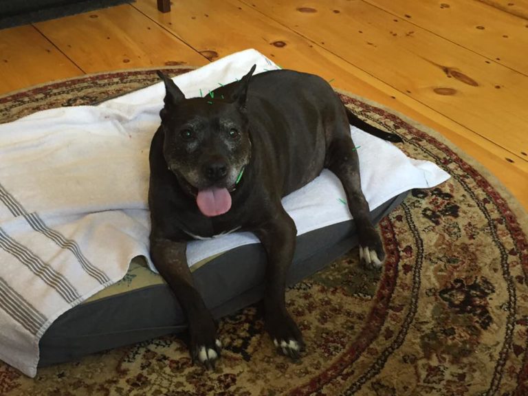 Photo Gallery - Holistic Animal Wellness - Alternative Vet of NH